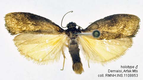Papua Insects Foundation (Lepidoptera/Erebidae(Arctiinae)/Lambula ...